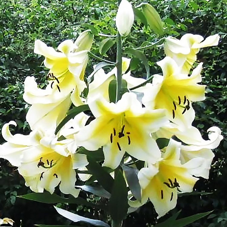 Tree Lilie XXL Zwiebeln Weiß-Gelb 1 st. - Preise und Meinungen - Online ...