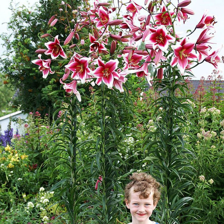 Tree Lilie Friso 1 st. - Preise und Meinungen - Online-Shop für ...