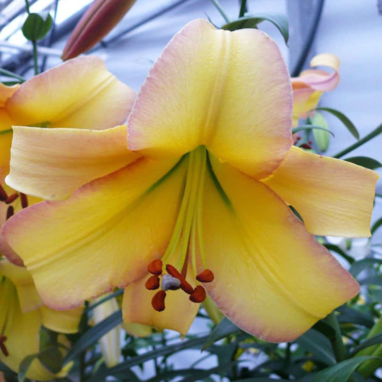 Tree Lilie Rising Moon 1 st. - Preise und Meinungen - Online-Shop für ...