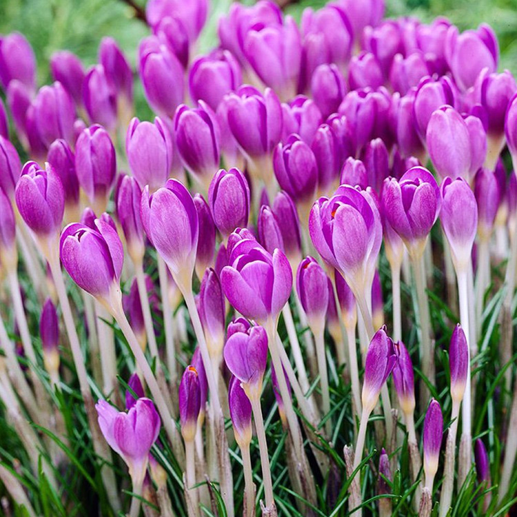Krokusse Crocus etruscus Zwanenburg 10 st. - Preise und Meinungen ...