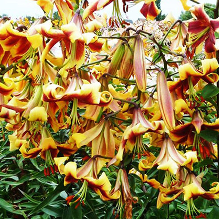 Tree Lilie Robert Swanson 1 st. - Preise und Meinungen - Online-Shop ...