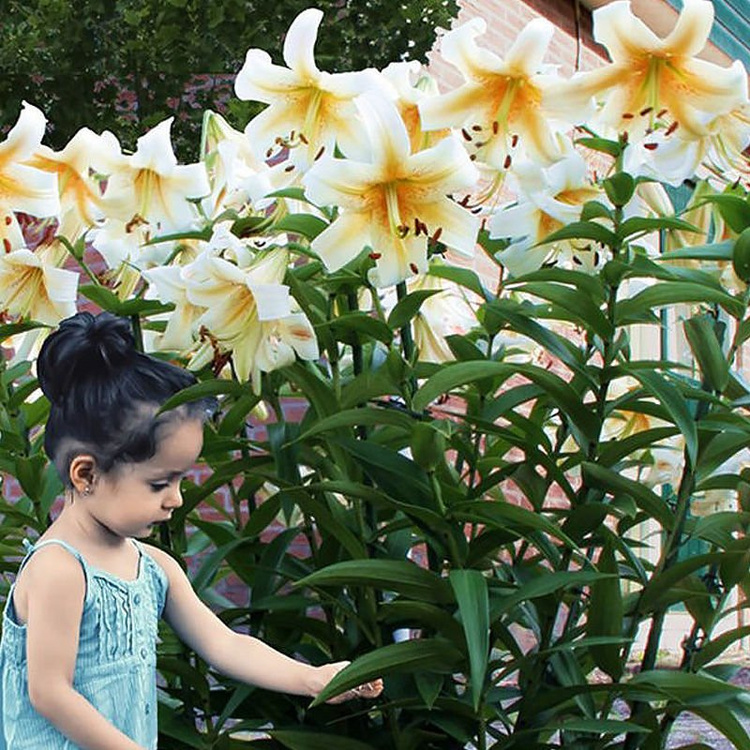 Tree Lilie Mister Cas 1 st. - Preise und Meinungen - Online-Shop für ...