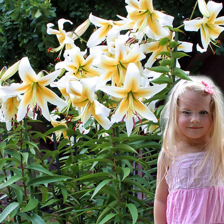 Tree Lilie Mister Pistache 1 st. - Preise und Meinungen - Online-Shop ...