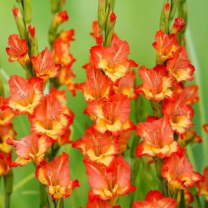 Pflanzen online kaufen: Blumenzwiebeln, Stauden. Die besten Preise und ...