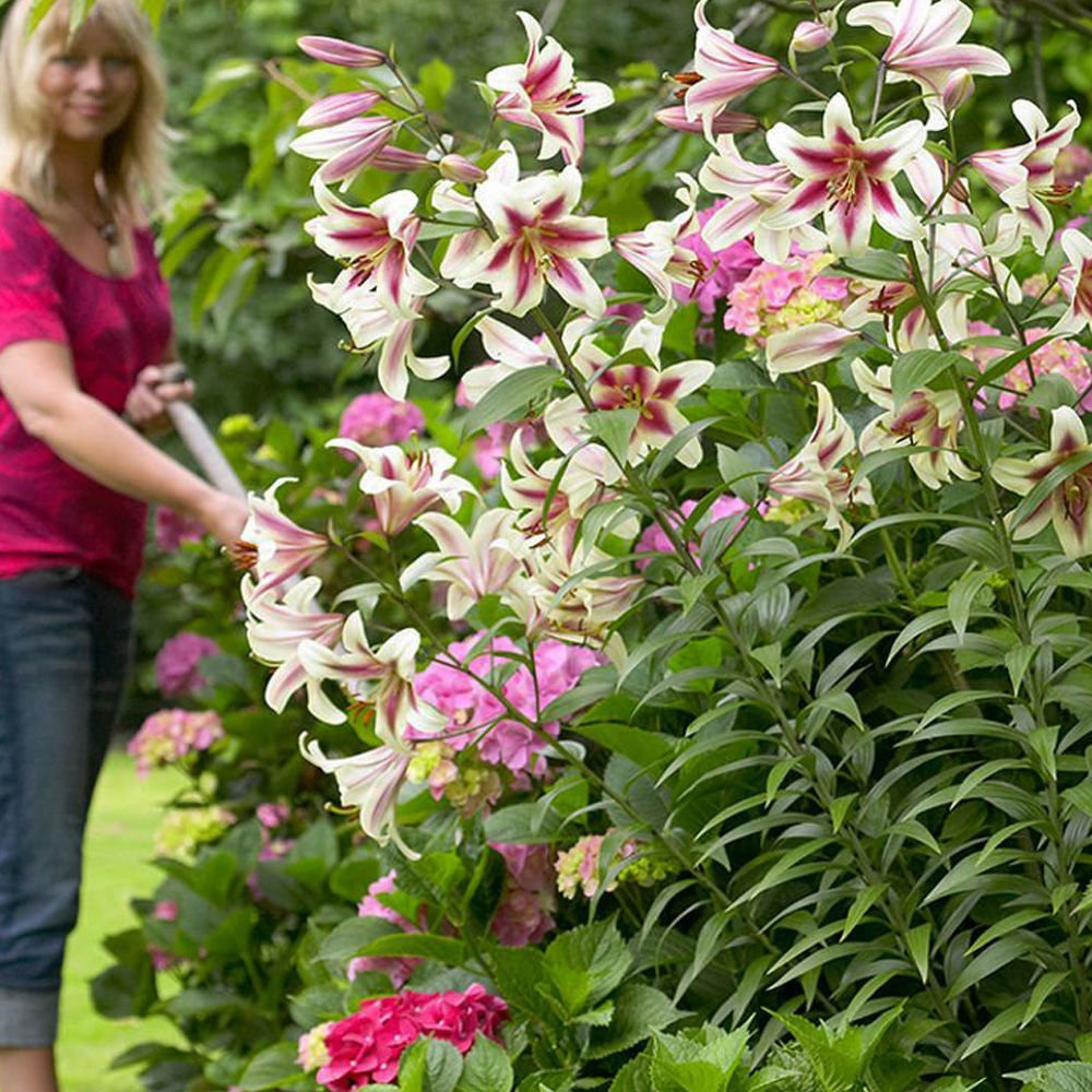 Tree Lilien - Preise und Meinungen - Online-Shop für Blumenzwiebeln ...